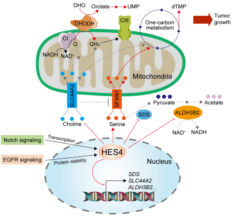 【创新前沿】Nature Structural & Molecular Biology长文与简报同步报道我校合作破解核心辅酶调控密码